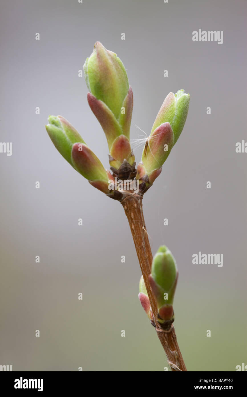 Field Maple Buds High Resolution Stock Photography and Images - Alamy