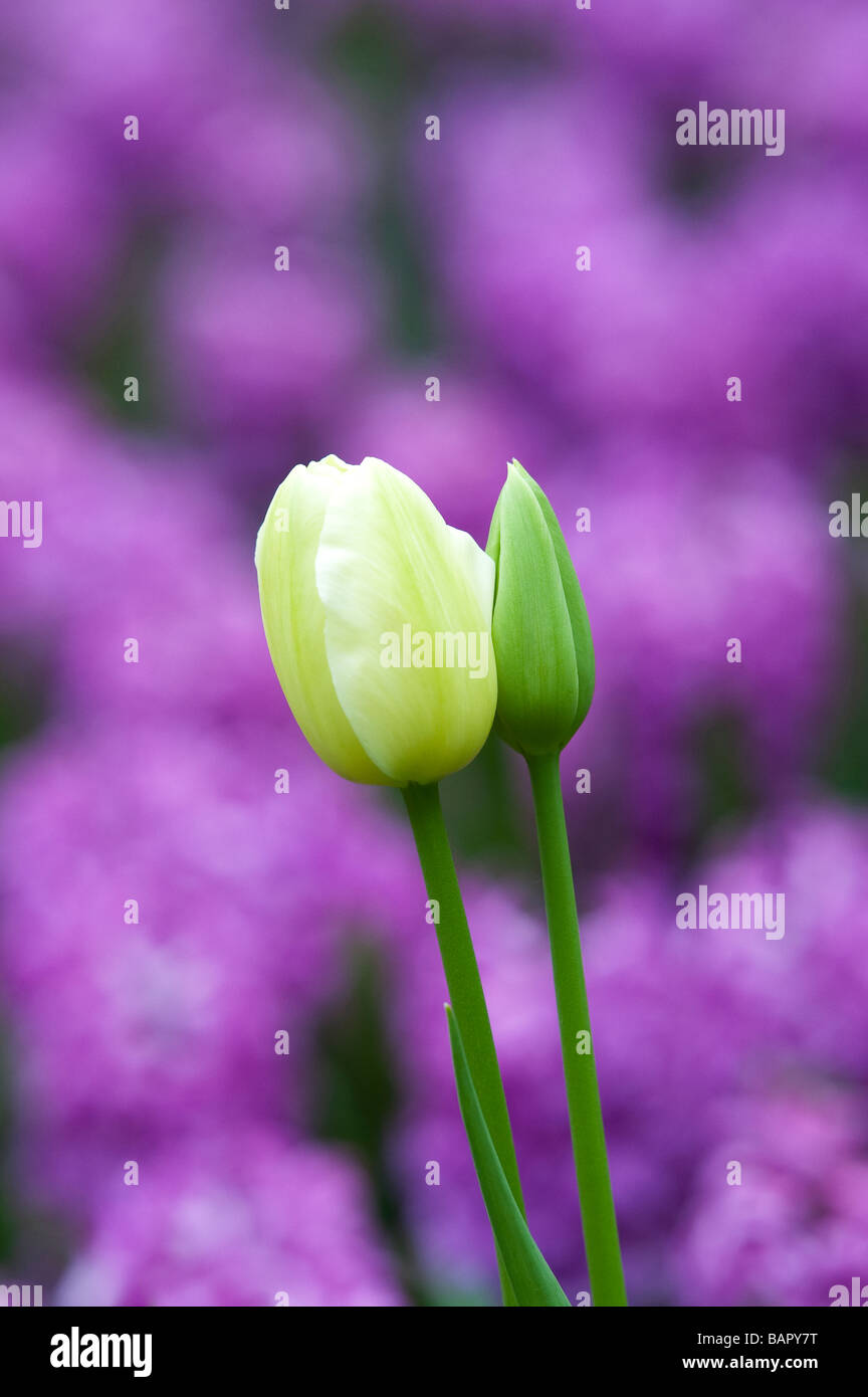 White flower combination hi-res stock photography and images - Alamy