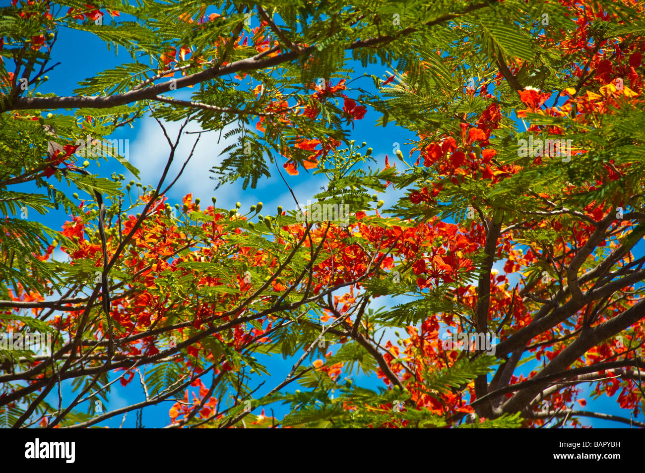 Branches of a flamboyant tree Delonix regia with red blossoms in front ...