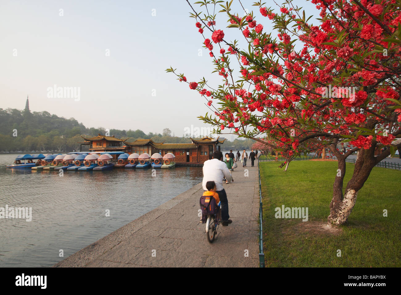 Tree In Blossom Along Xi Hu West Lake, Hangzhou, China Stock Photo - Alamy