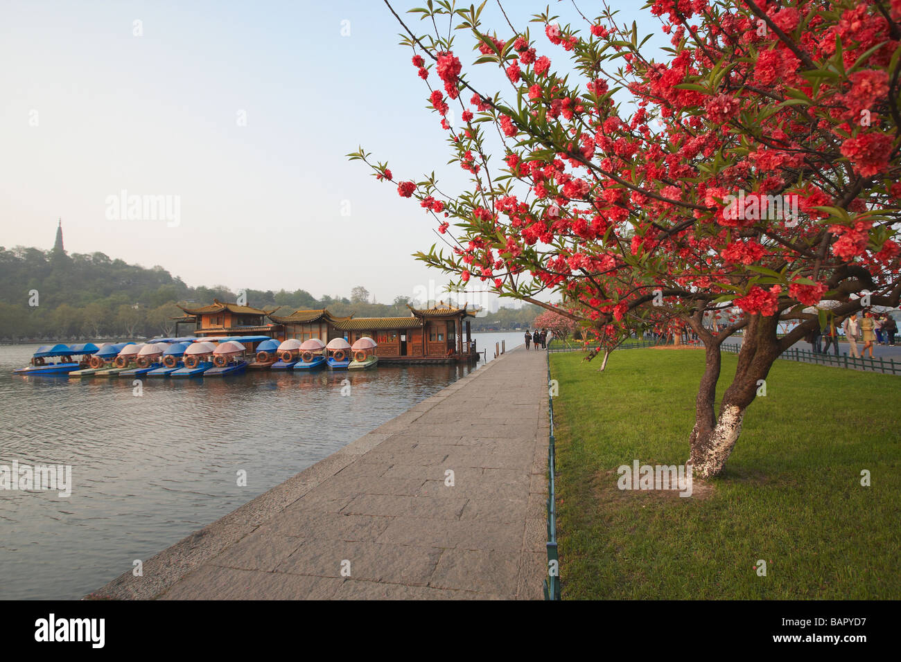 Tree In Blossom Along Xi Hu West Lake, Hangzhou, China Stock Photo - Alamy