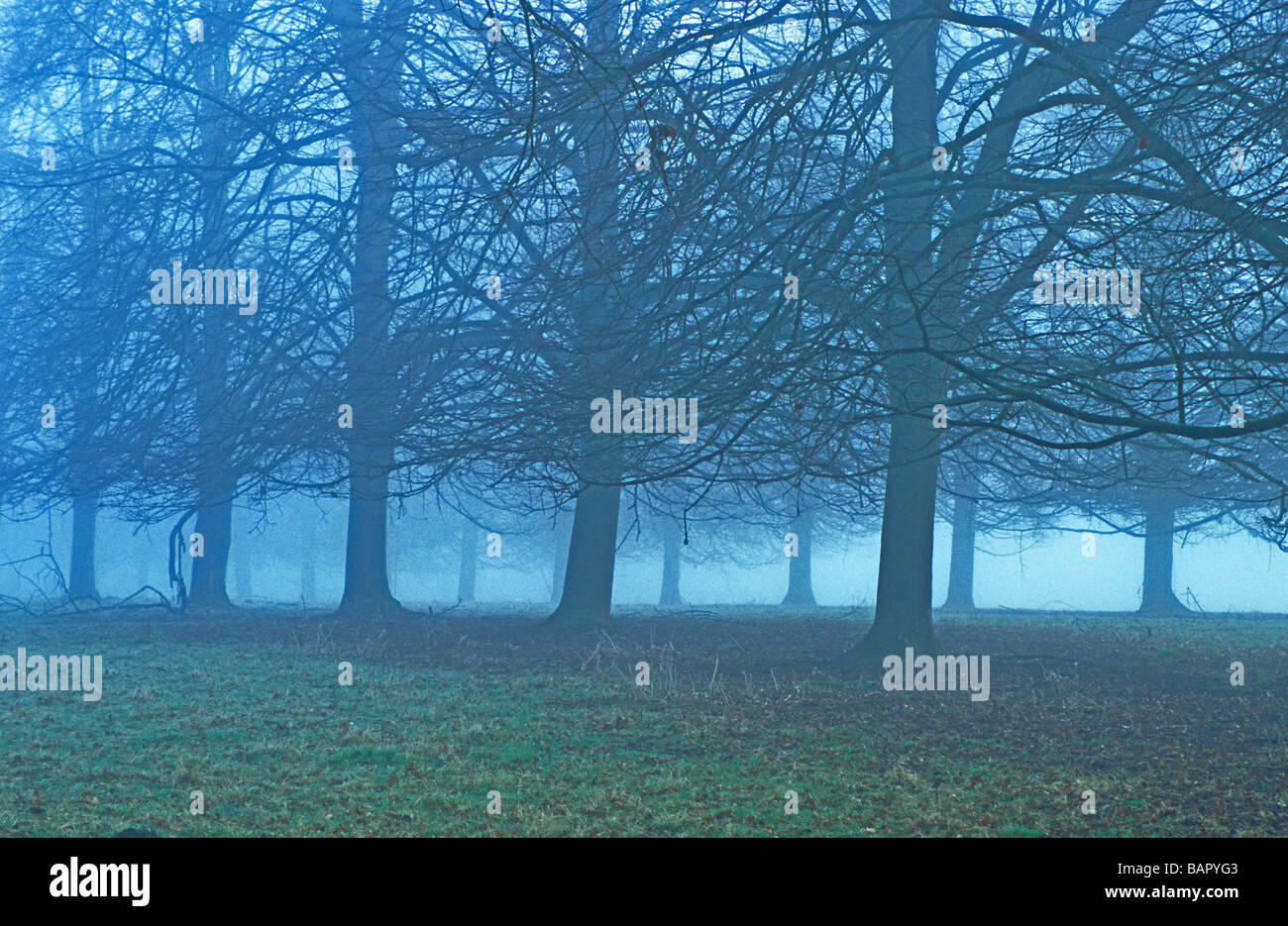Tree silhouettes in mist hi-res stock photography and images - Alamy