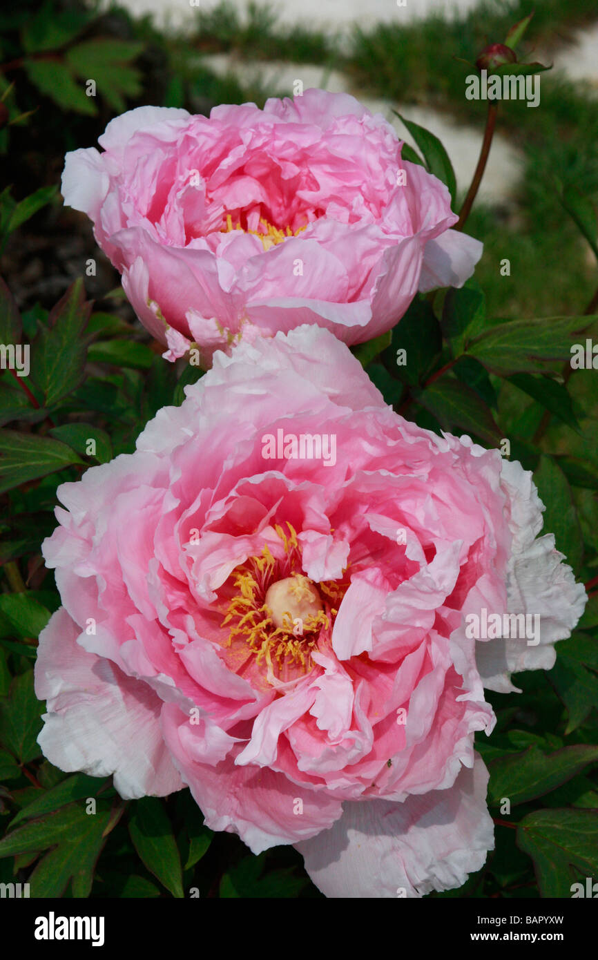 two lavish and beautiful ,double,peony,paeony blossoms in full bloom ...