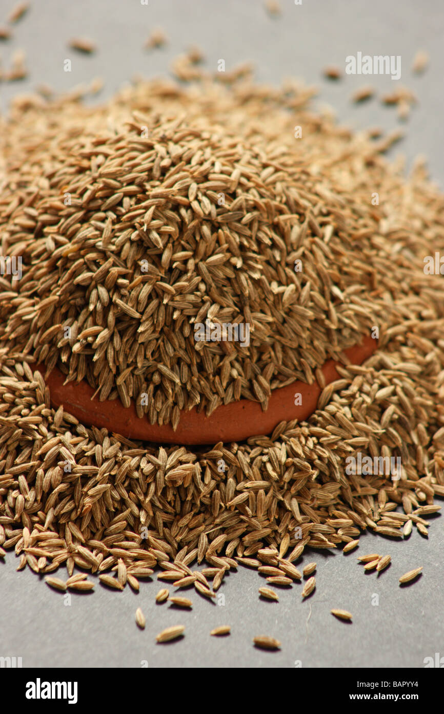 Cumin is a flowering plant from the east Mediterranean to East India ...