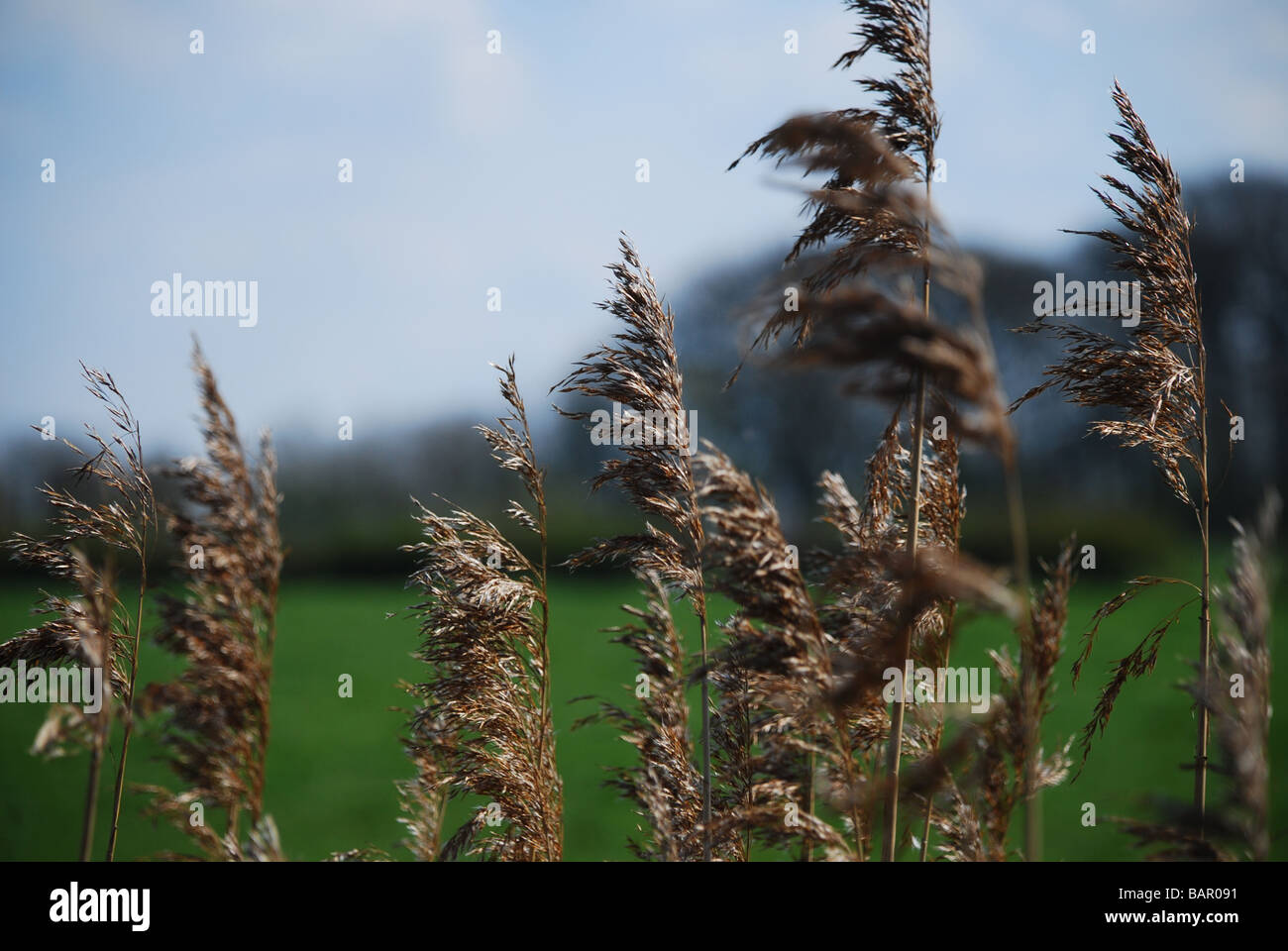 Crops in the wind Stock Photo - Alamy