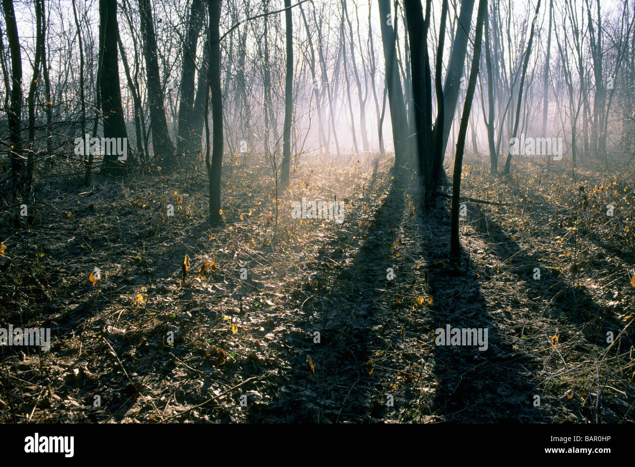 undergrowth underwood underbrush Stock Photo - Alamy