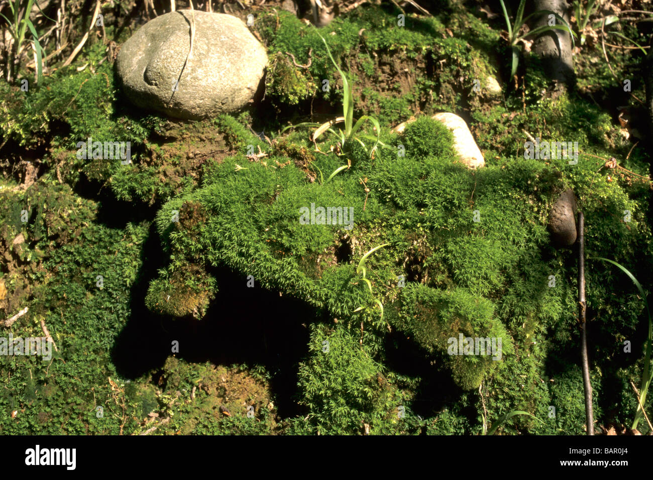 undergrowth underwood underbrush Stock Photo - Alamy