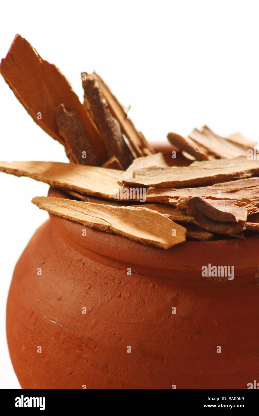 Cinnamon is a small evergreen tree from Sri Lanka, its bark widely used ...