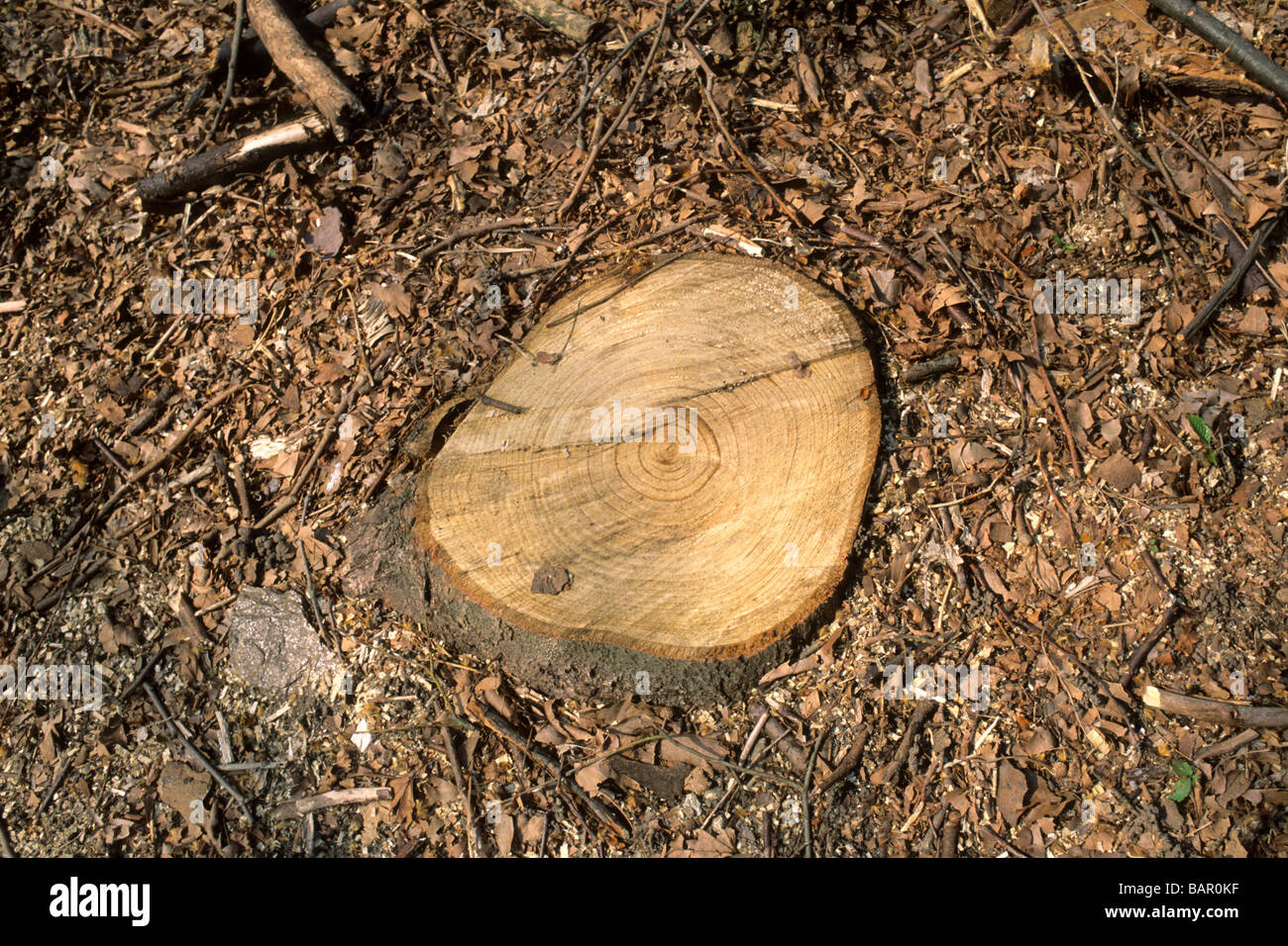 undergrowth underwood underbrush Stock Photo - Alamy