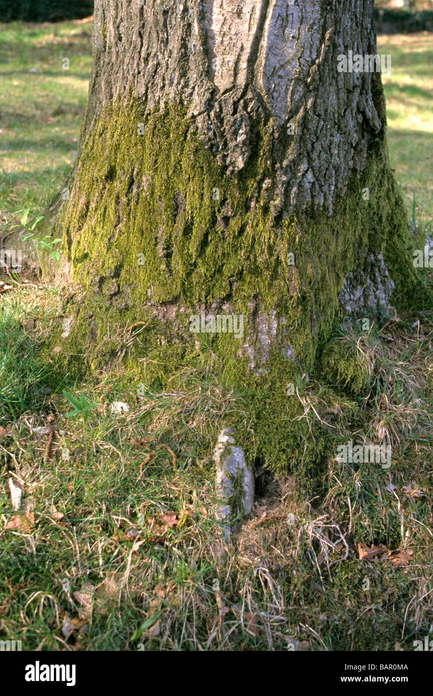 undergrowth underwood underbrush Stock Photo - Alamy