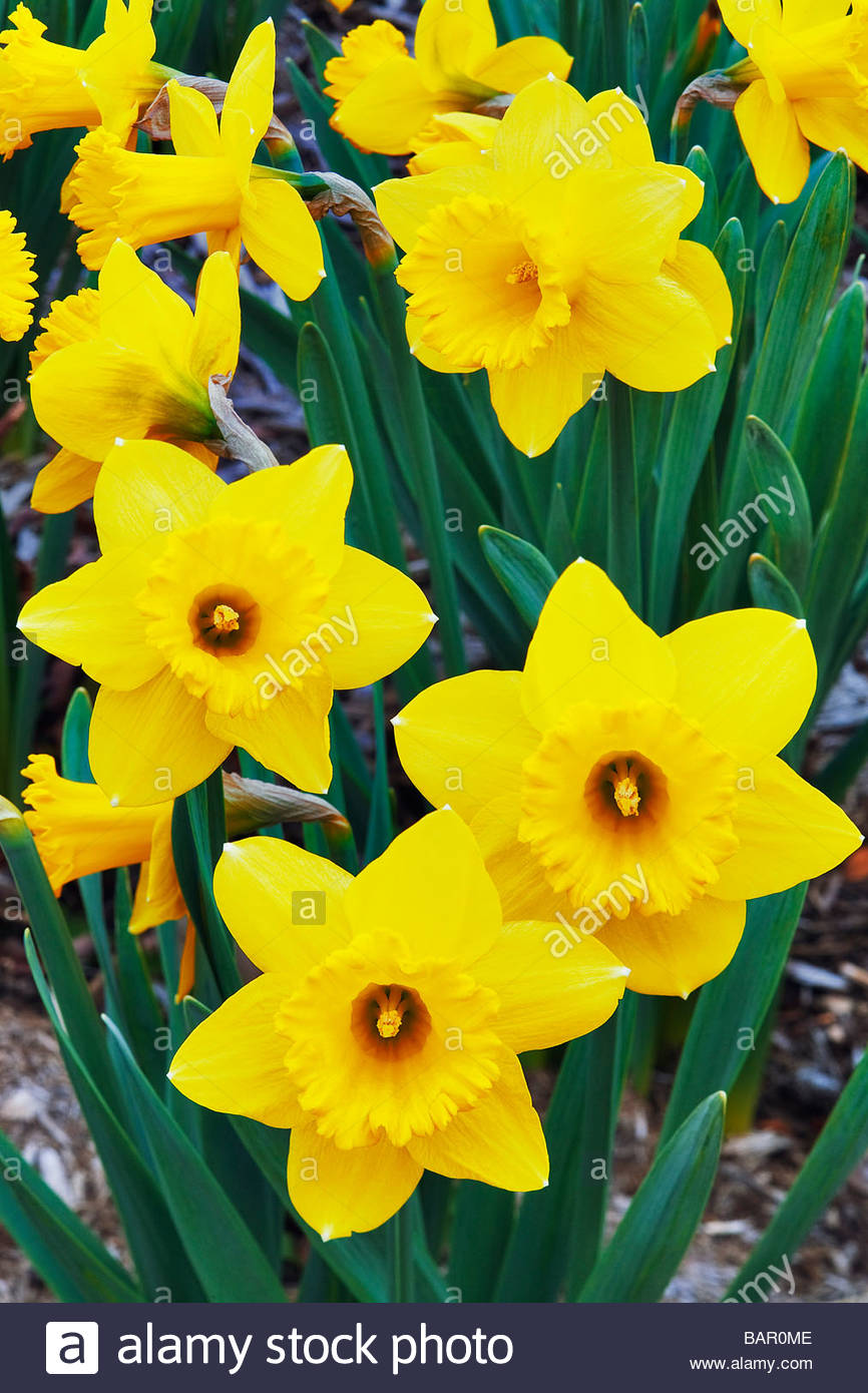 Daffodils Stock Photos & Daffodils Stock Images - Alamy