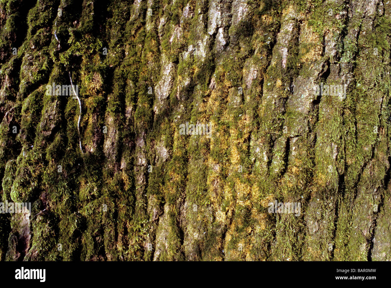 undergrowth underwood underbrush Stock Photo - Alamy