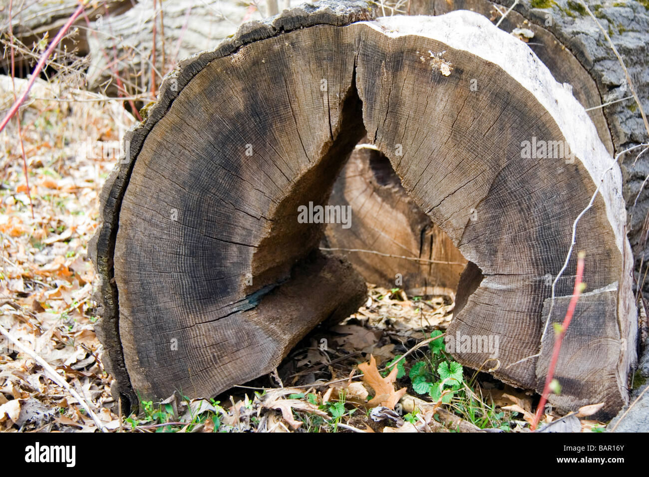Wood log. Stump Stock Photo - Alamy