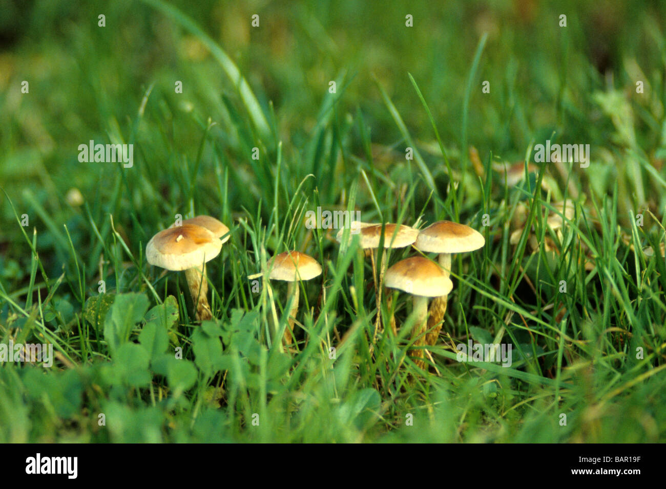 vegetables fungus mushroom Stock Photo - Alamy