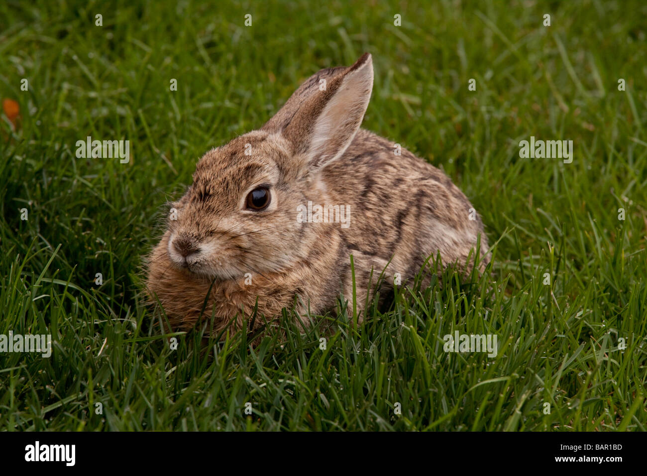 Cottontail in grass hi-res stock photography and images - Alamy