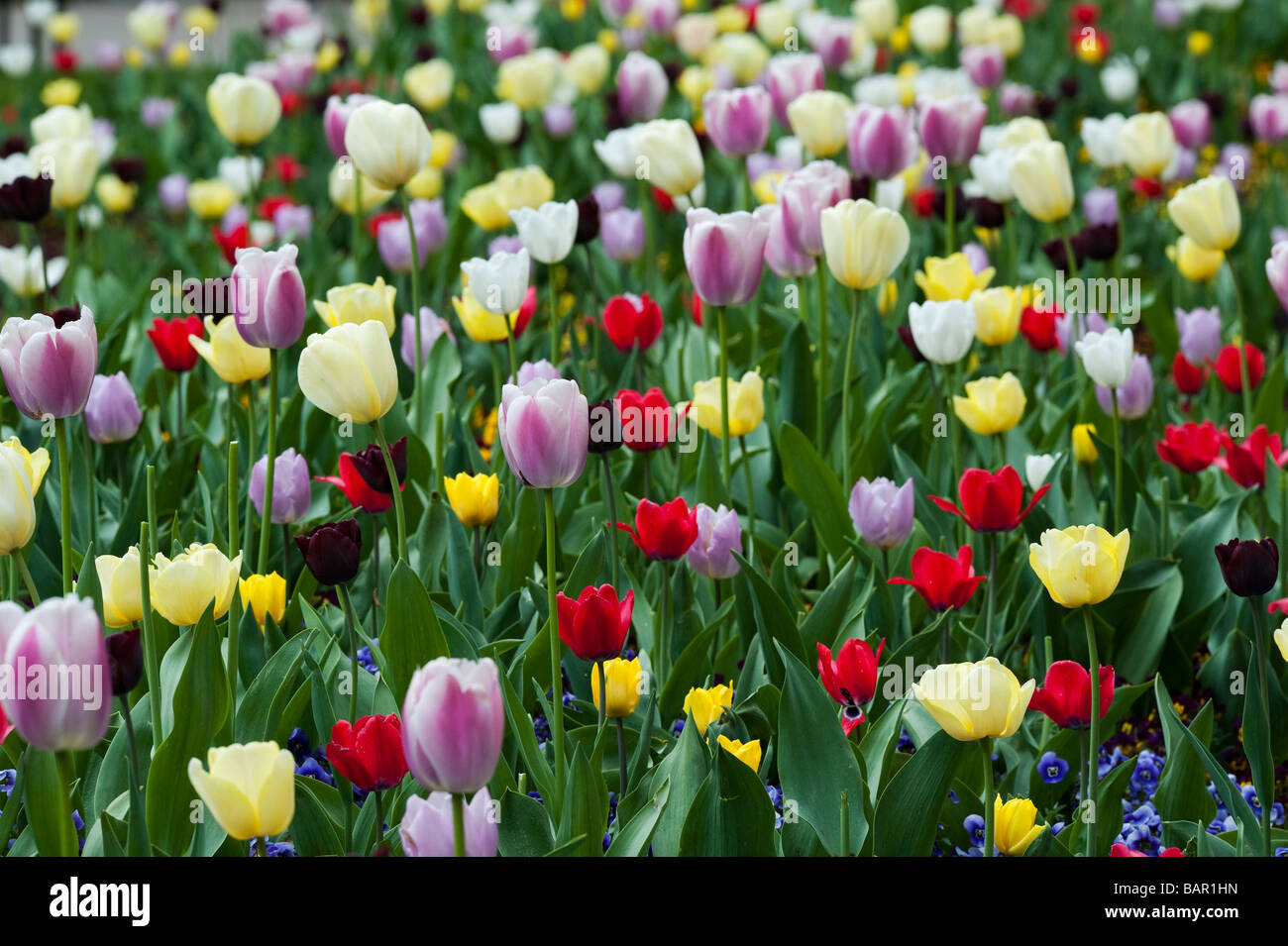 Tulip varieties hi-res stock photography and images - Alamy