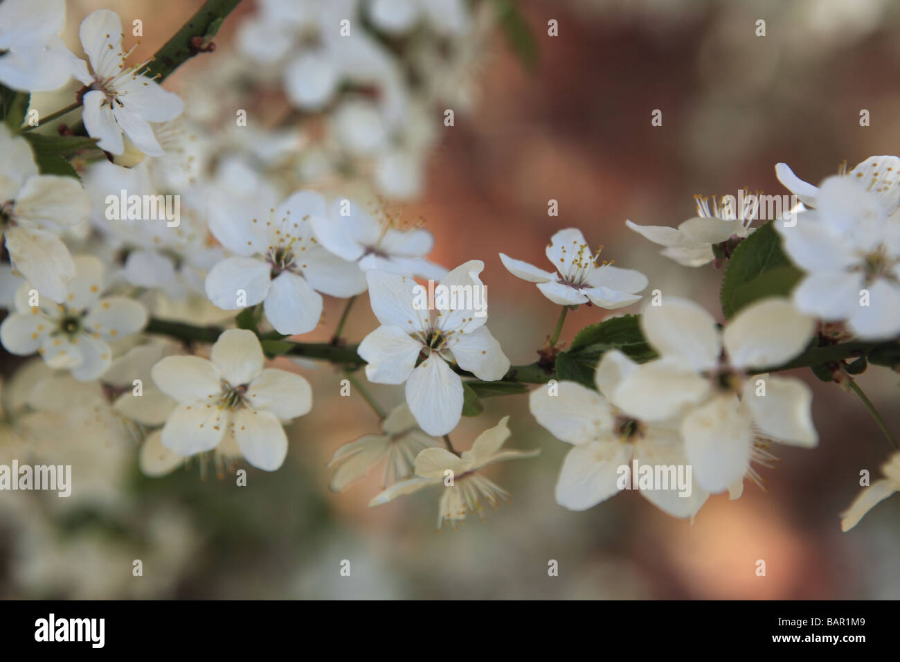 Bird cherry tree hi-res stock photography and images - Alamy