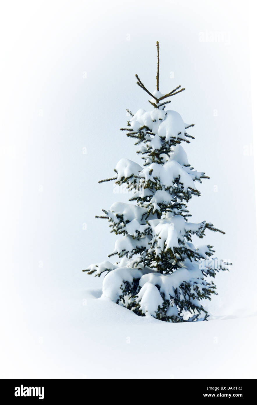 Christmas tree cut out undecorated hi-res stock photography and images ...