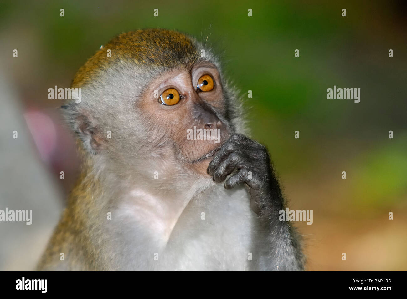 Thoughtful monkey hi-res stock photography and images - Alamy