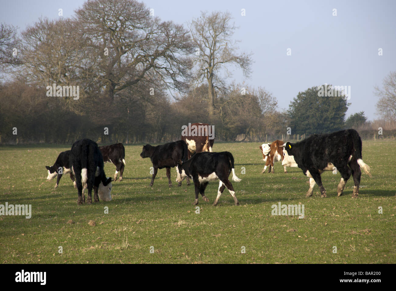 cattle field cows livestock farm farming Stock Photo - Alamy