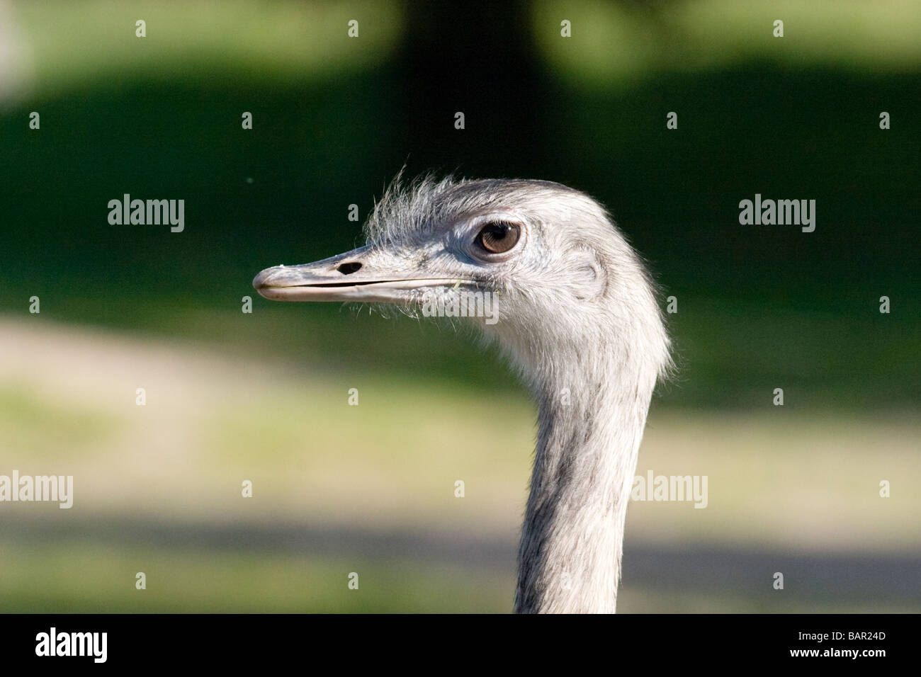 Greater Rhea (Rhea americana Stock Photo - Alamy