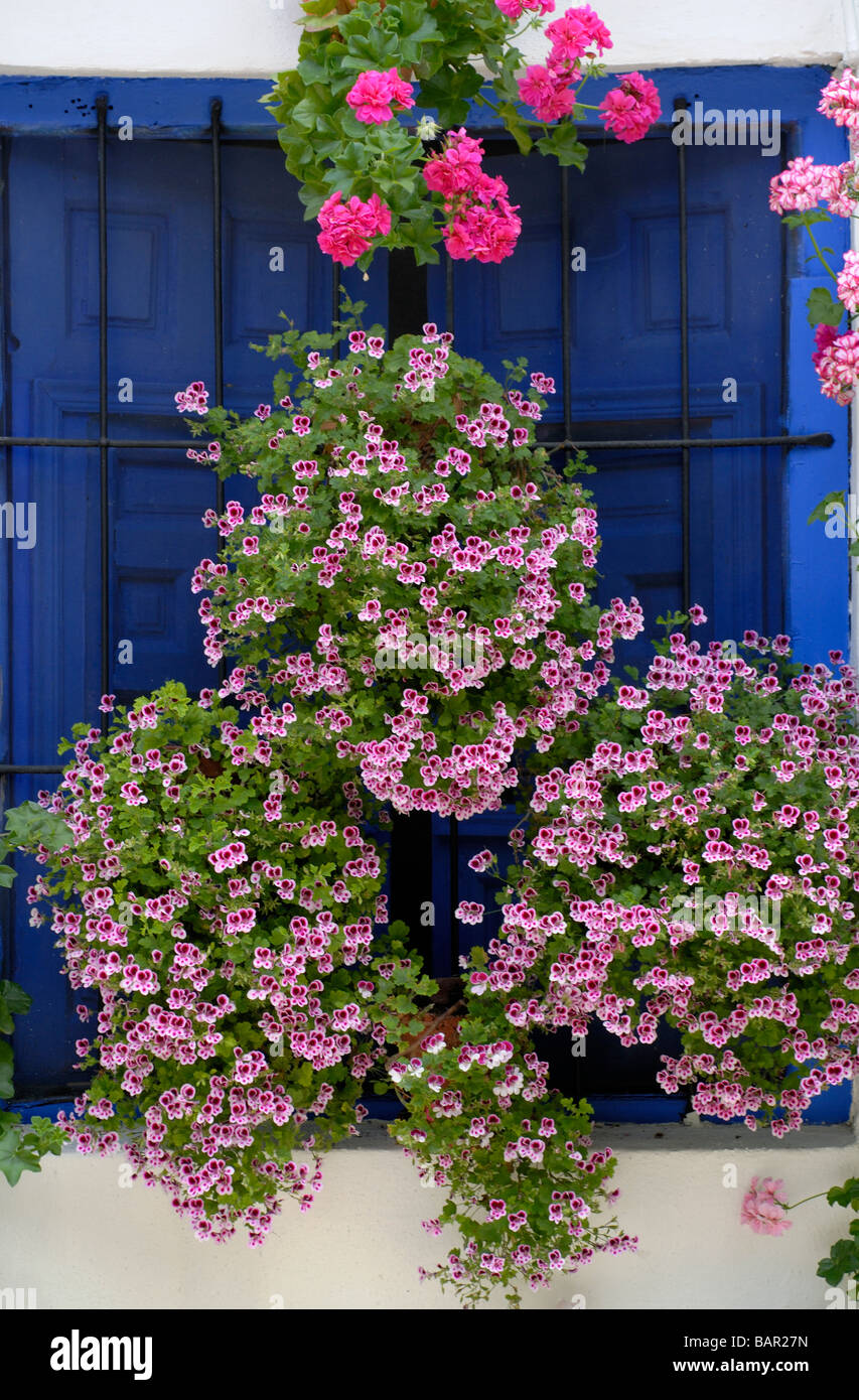 Andalucia Patio Patios de Mayo flowers in bloom Spain Spanish Patios ...
