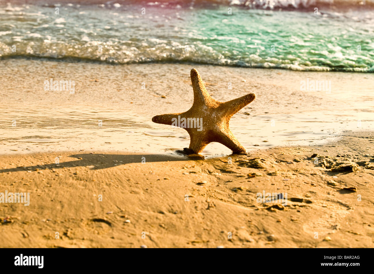 Star fish on the Beach Stock Photo - Alamy