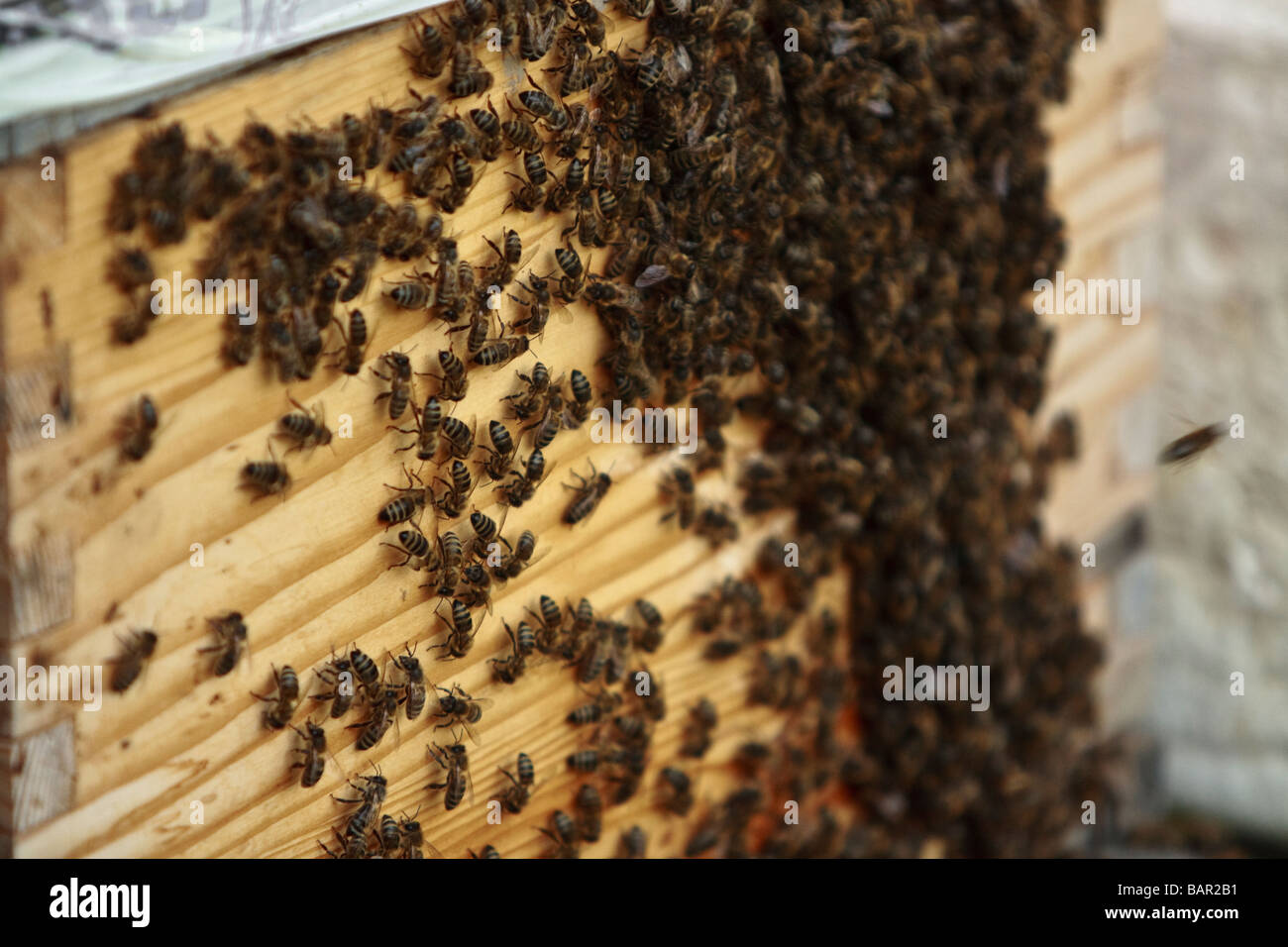 Apiculture High Resolution Stock Photography and Images - Alamy