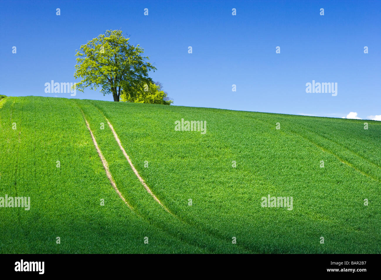 Trees (beeches) on ridge of farm field. Surrey, UK Stock Photo - Alamy
