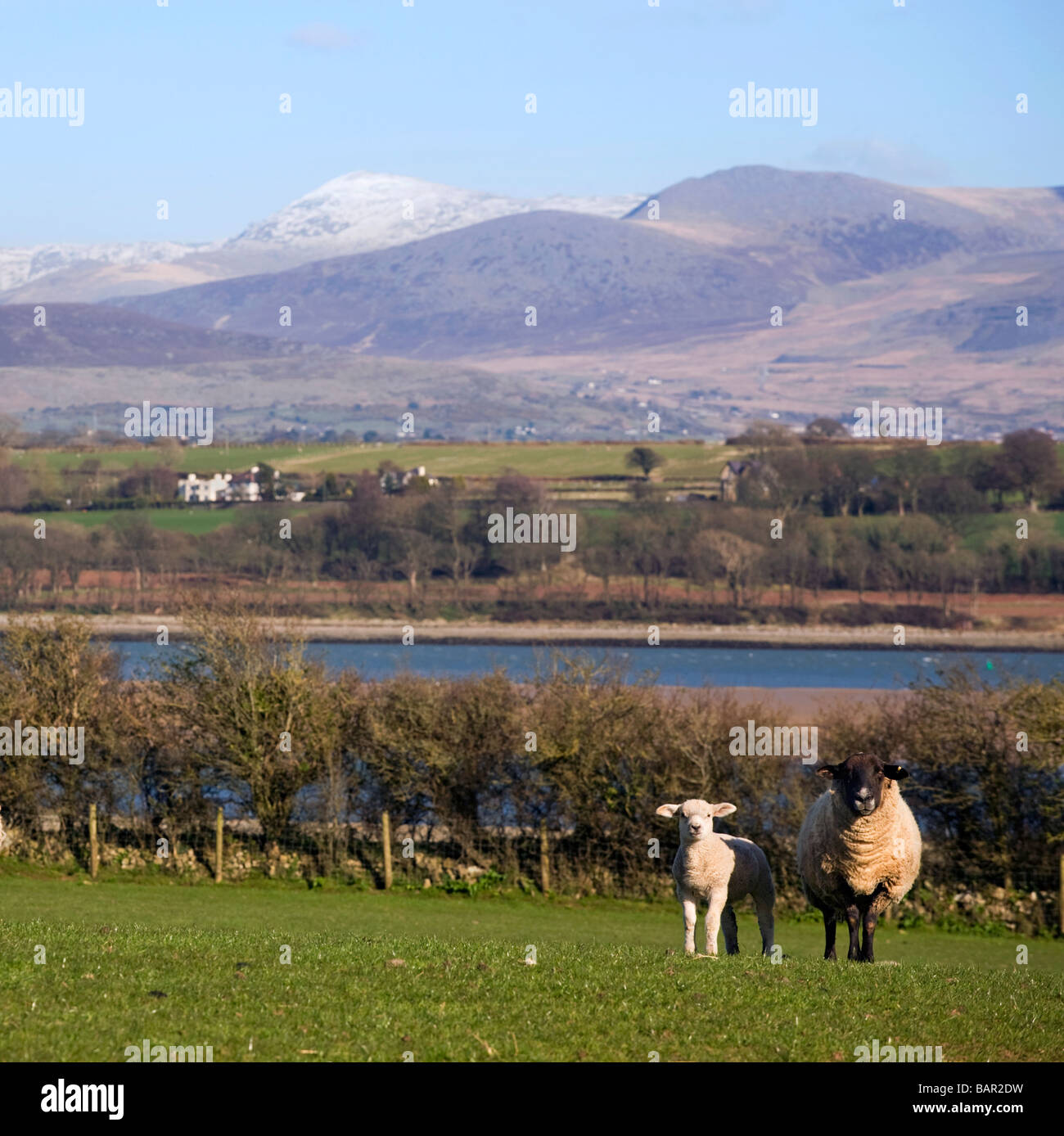 Lamb and Sheep with Snowdonia in distance Stock Photo - Alamy