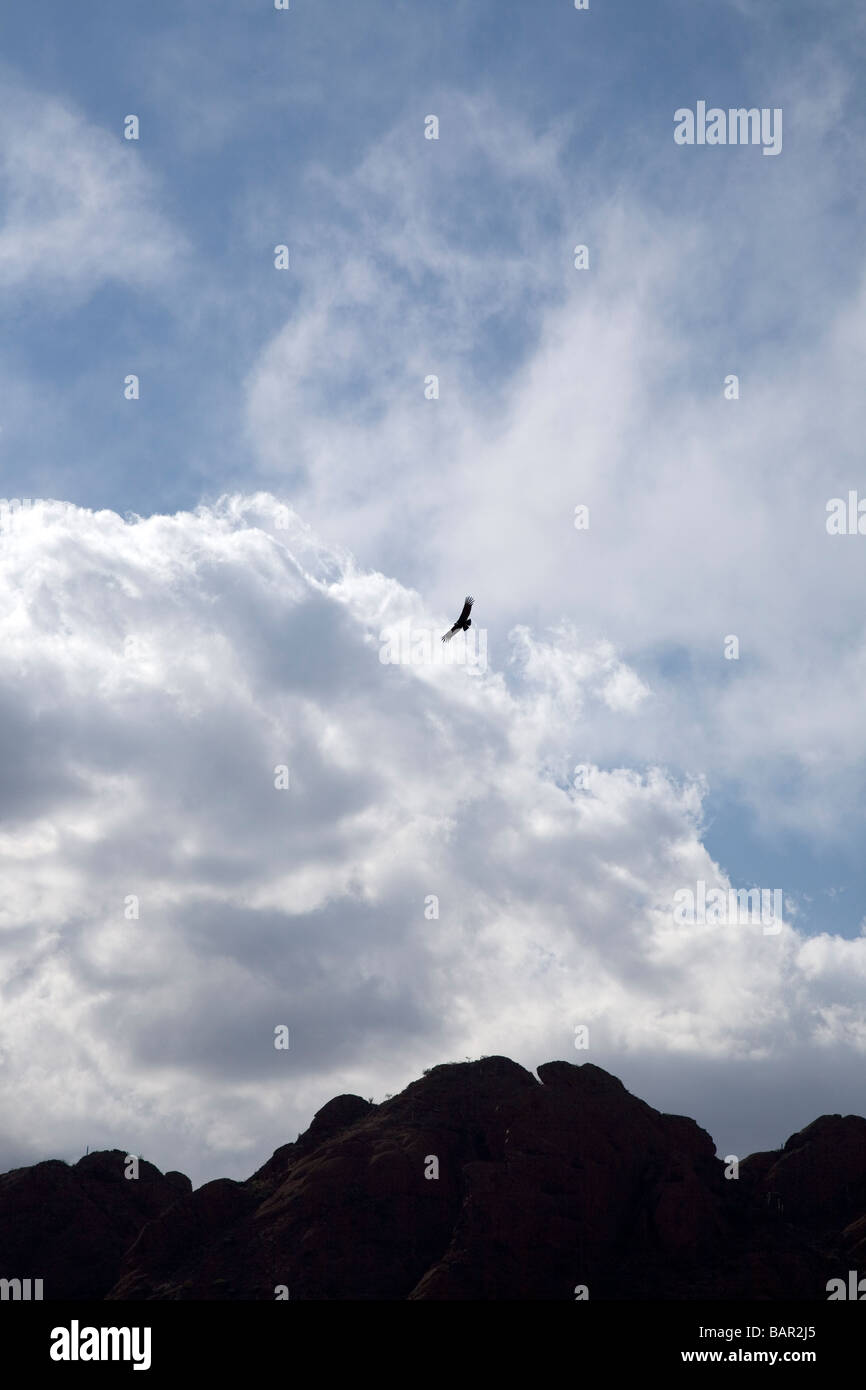 Andean condor argentina hi-res stock photography and images - Alamy