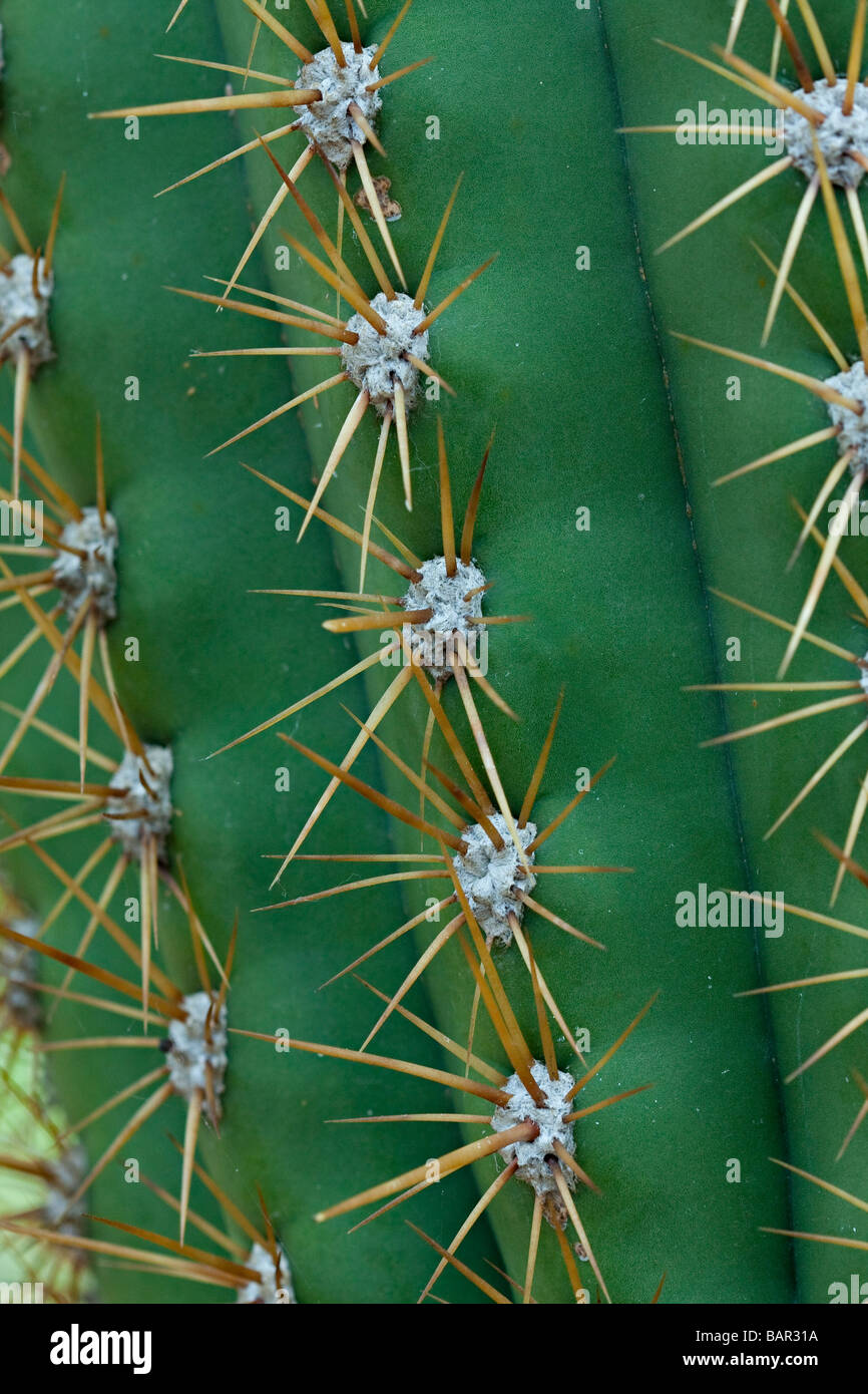 Thorns hi-res stock photography and images - Alamy