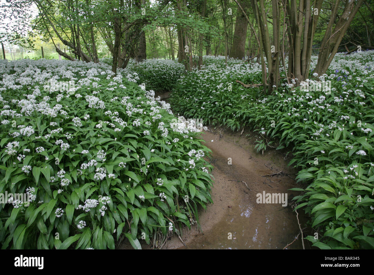 Dried stream surrounded by wild garlic, Surrey Stock Photo - Alamy
