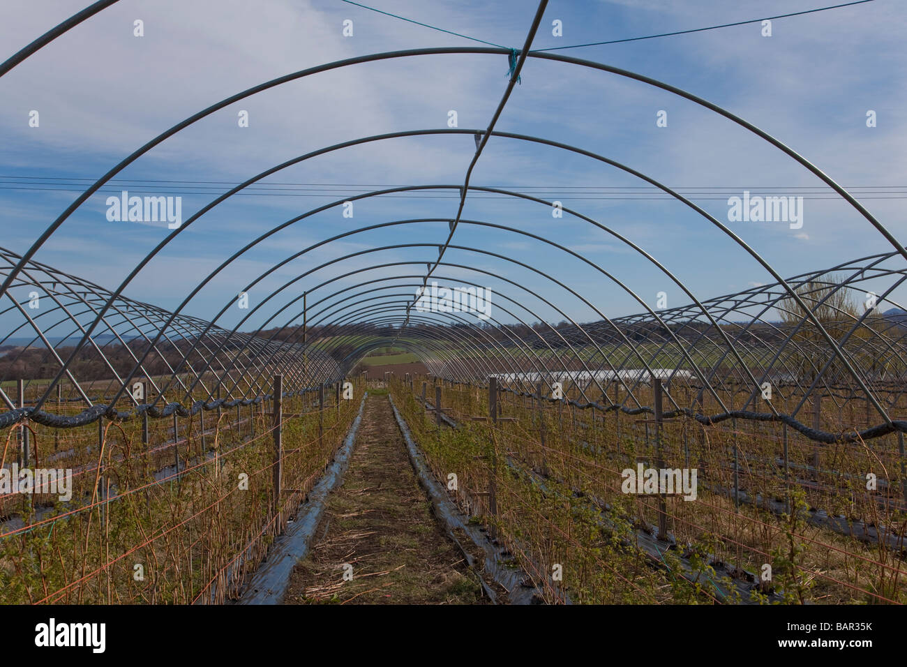 Inside poly tunnel hi-res stock photography and images - Alamy