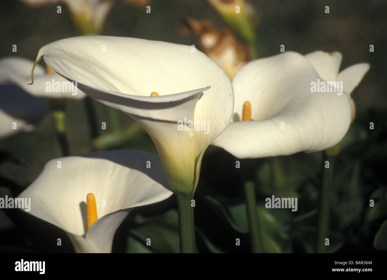 Zantedeschia species hi-res stock photography and images - Alamy