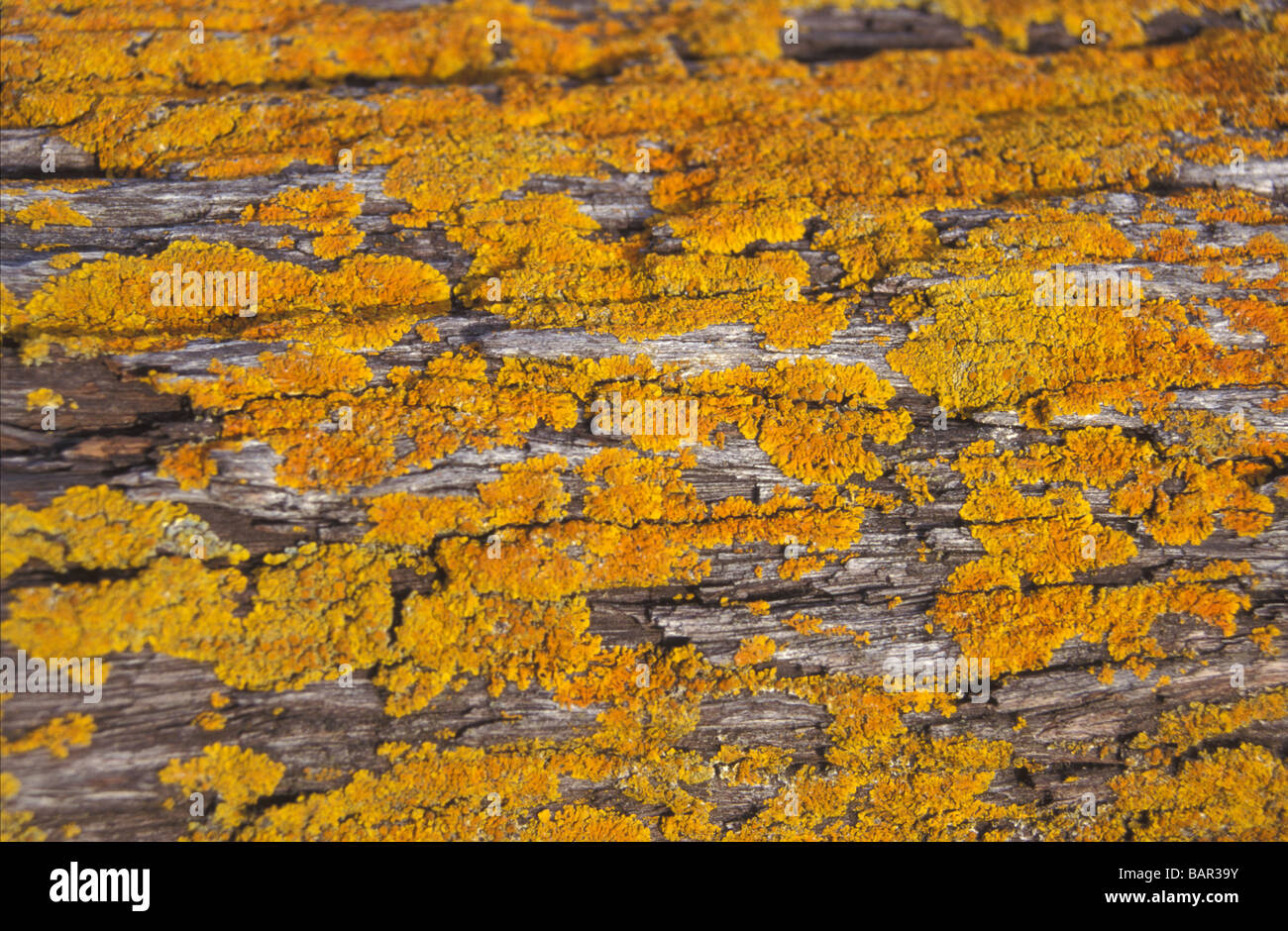 orange lichen Tolaga Bay East Cape North Island New Zealand Stock Photo ...