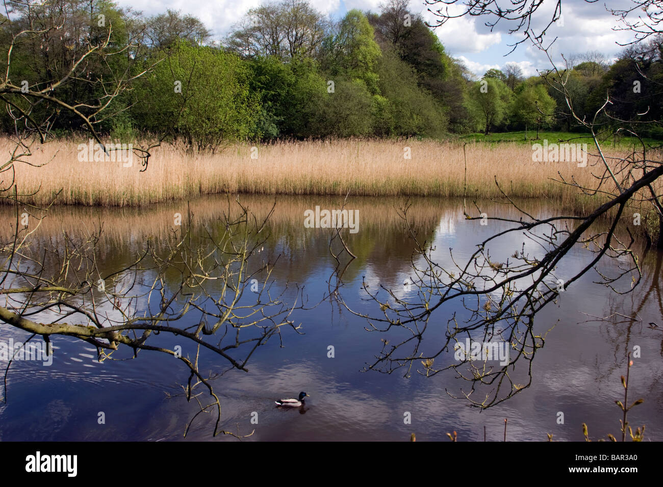 Yarrow valley park hi-res stock photography and images - Alamy