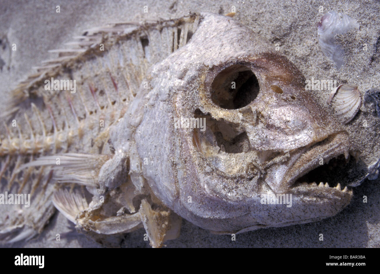 Bony skeleton fish hi-res stock photography and images - Alamy