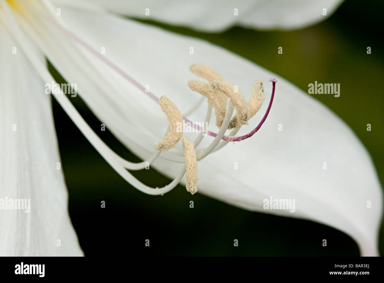A flower showing stamen, filaments and anthers Stock Photo - Alamy