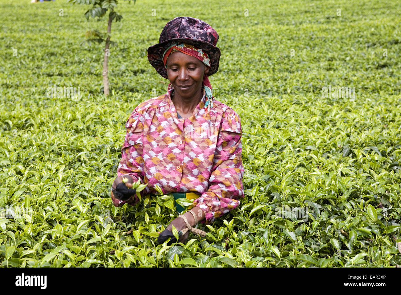 Farming tea hi-res stock photography and images - Alamy