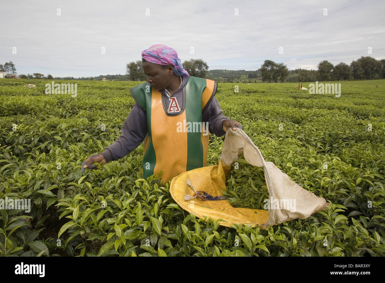 Kericho tea pickers hi-res stock photography and images - Alamy
