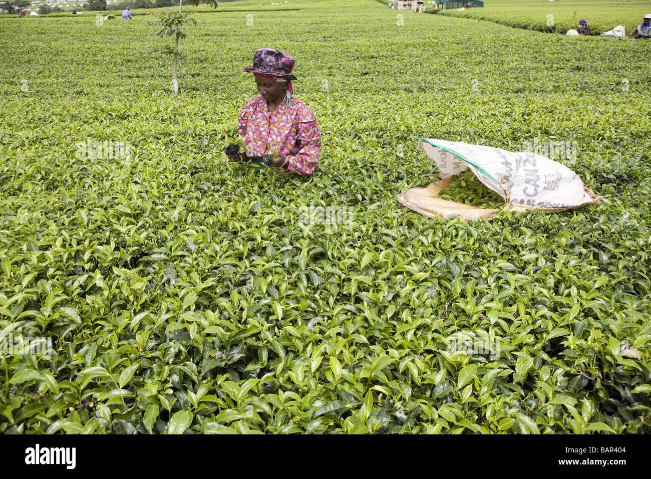 Kericho tea pickers hi-res stock photography and images - Alamy