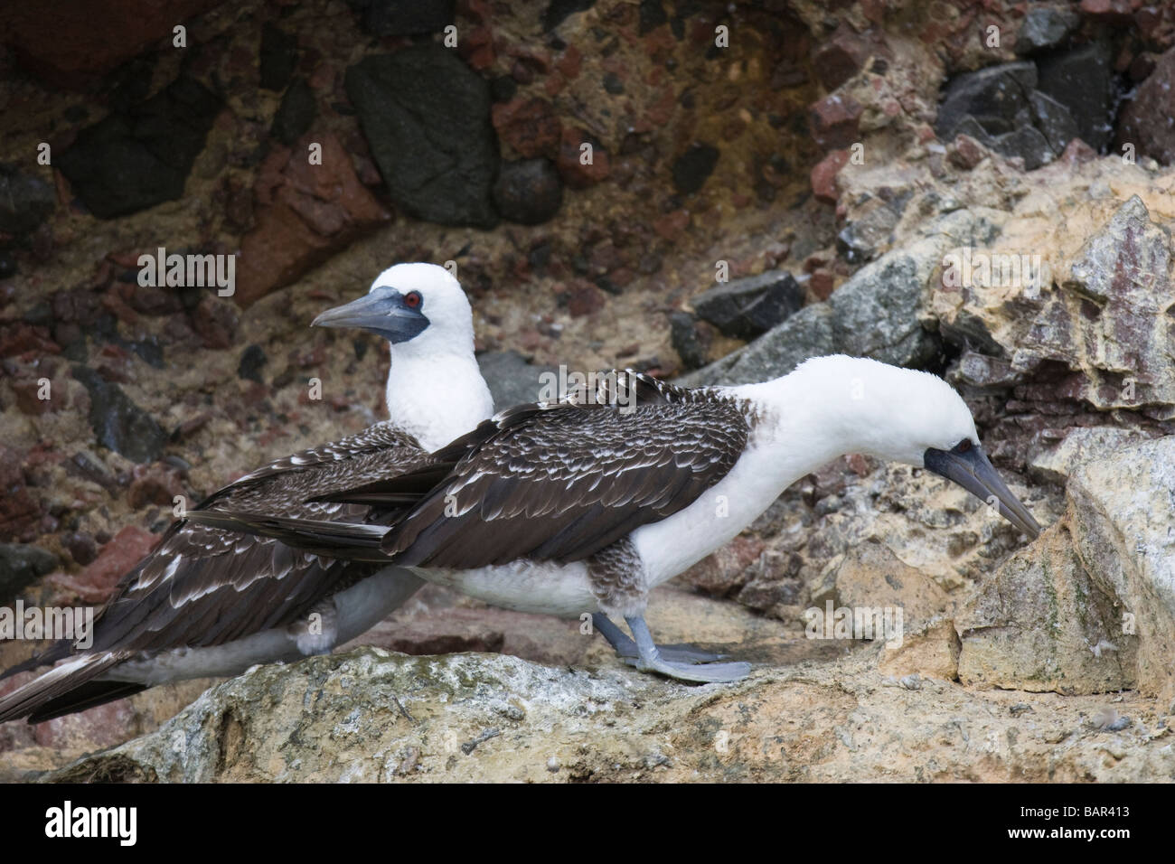 Peruvian Boobies (Sula variegata) standing on nesting cliff Stock Photo - Alamy