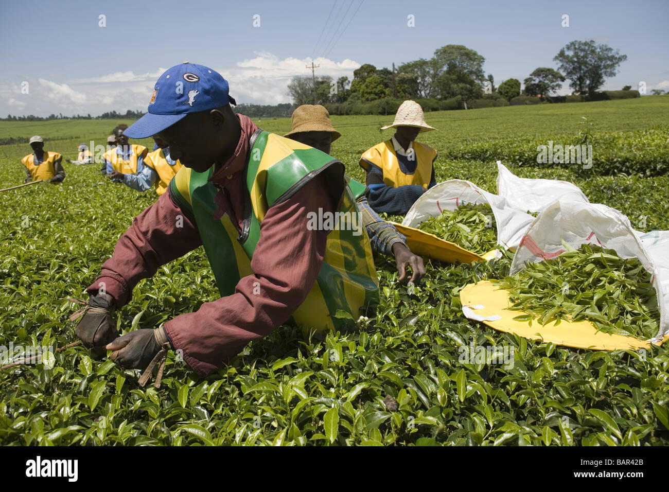 Season plantation hi-res stock photography and images - Alamy