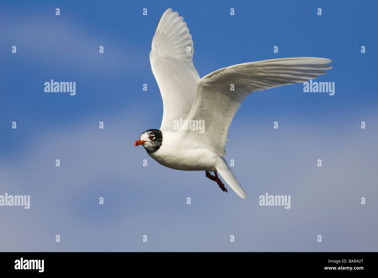 Adult Mediterranean Gull (Larus melanocephalus) moulting from winter to ...