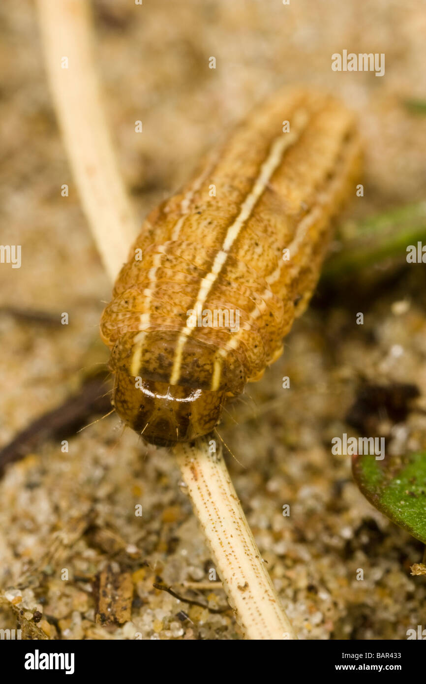 Square-spot Rustic (Xestia xanthographa) caterpillar Stock Photo - Alamy