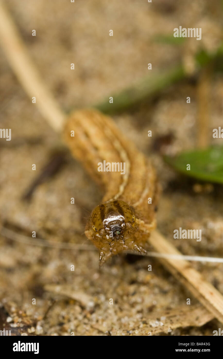Square-spot Rustic (Xestia xanthographa) caterpillar Stock Photo - Alamy