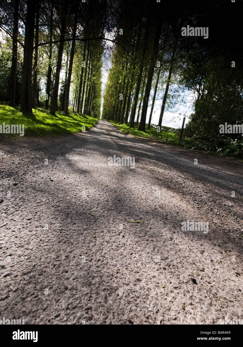 Lane between trees hi-res stock photography and images - Alamy