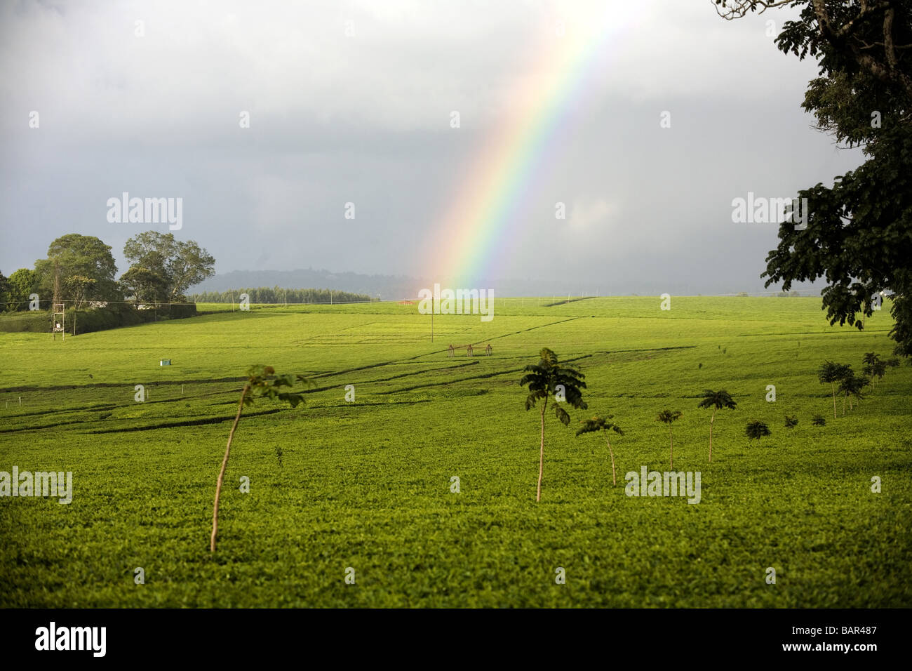 Kericho Plantation High Resolution Stock Photography and Images - Alamy