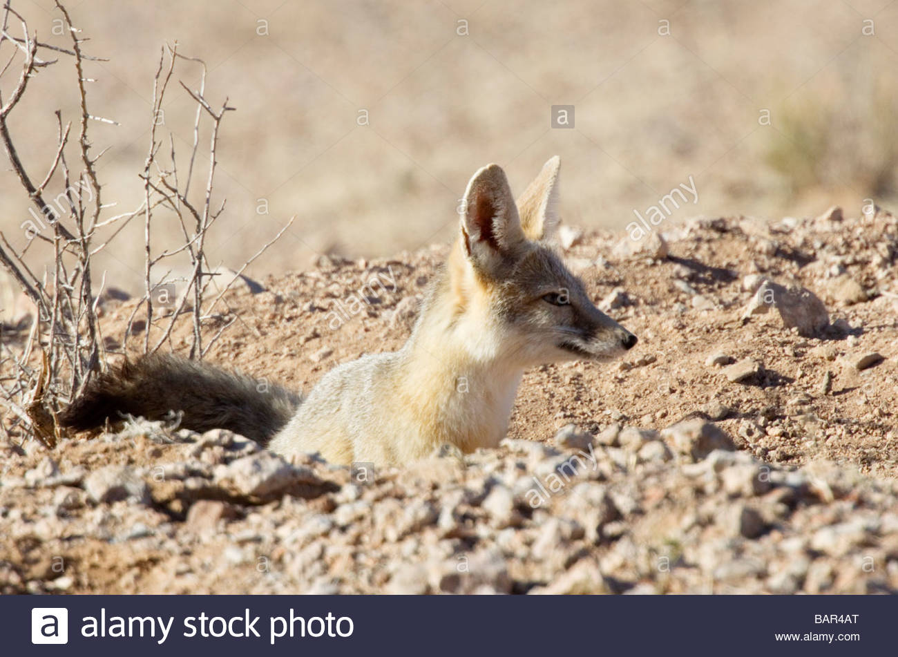 Vulpes Macrotis High Resolution Stock Photography and Images - Alamy